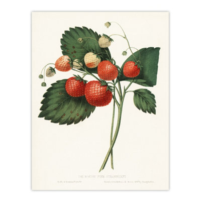 Boston Pine Strawberry Plant Hovey Vintage Wall Art Poster Print 12X16"