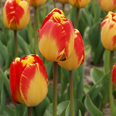 Boston Seeds Banja Luka Tulip Bulbs (500 Bulbs) | DIY at B&Q