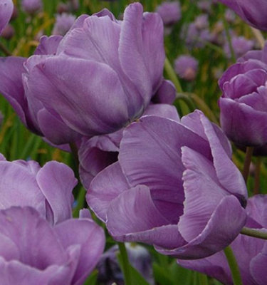 Boston Seeds Bleu Aimable Tulip Bulbs (100 Bulbs) | DIY at B&Q