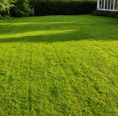 Boston Seeds BS Winter Green Grass Seed (1 x 2kg)