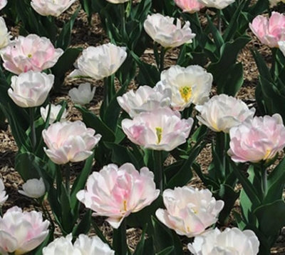 Boston Seeds Creme Upstar Tulip Bulbs (200 Bulbs) | DIY at B&Q