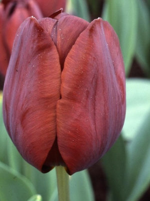 Boston Seeds Jan Reus Tulip Bulbs (20 Bulbs) | DIY at B&Q