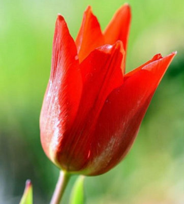 Boston Seeds Pieter de Leur Tulip Bulbs (200 Bulbs) | DIY at B&Q