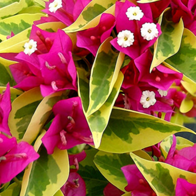 Bougainvillea Pink Pixie Queen Plug plant Climber