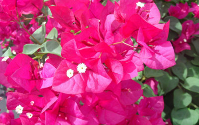 Bougainvillea San Diego Red Plug plant Climber