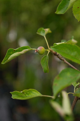 Bountiful Apple (Malus) Tree - 12Ltr Trained