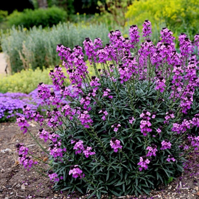 Bowles's Mauve Perennial Wallflower Perennials Flowering Plants ...