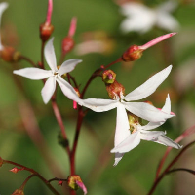 Bowman's Root Perennials Flowering Plants Gillenia Trifoliata 2L Pot