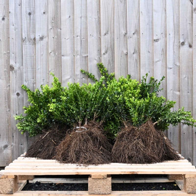 Box 40/50cm bare root 100 Pack - Hedges Direct