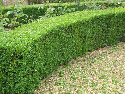 Box 60/80cm Root ball 20 Pack - Hedges Direct
