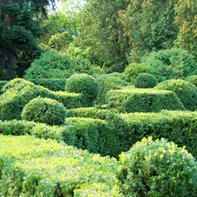 Box Hedging Collection - 10 Potted Plants
