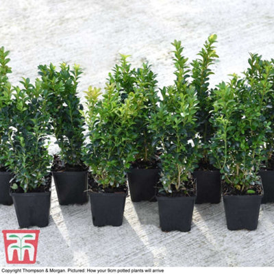 Box Hedging - Evergreen Buxus Sempervirens 9cm Potted Plant x 5