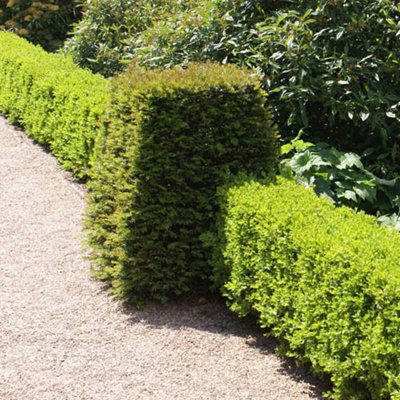 Box Hedging Pack Buxus sempervirens - 10 Plants in 9cm Pots