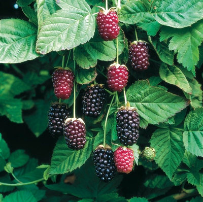 Boysenberry Thornless Blackberry (Rubus fruticosus) Tree - 1Ltr Potted