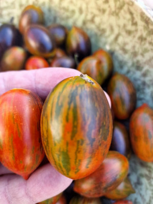 Brad's Atomic Grape Tomato Seeds - 15 Fresh Seeds
