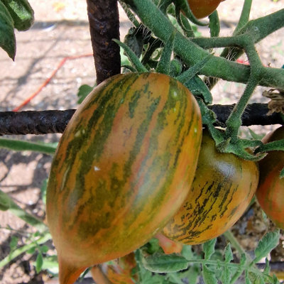Brad's Atomic Grape Tomato Seeds - 15 Fresh Seeds