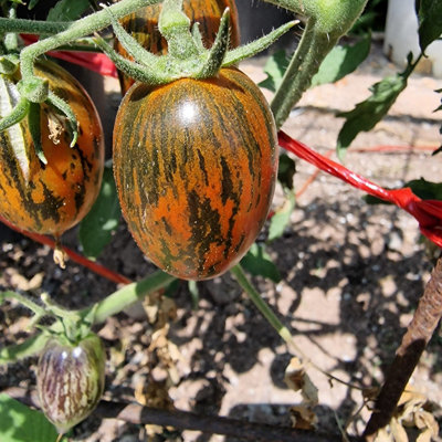 Brad's Atomic Grape Tomato Seeds - 15 Fresh Seeds