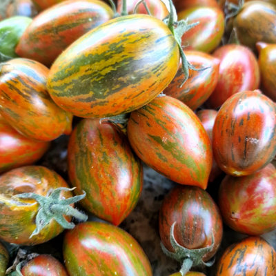 Brad's Atomic Grape Tomato Seeds - 15 Fresh Seeds