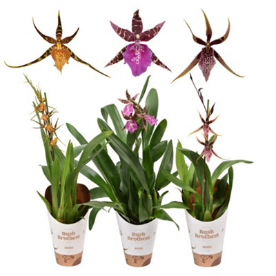 Brassia Mixed 1 Stem, 12cm Pot Size, 55cm Tall, Orchid, Indoor Houseplant
