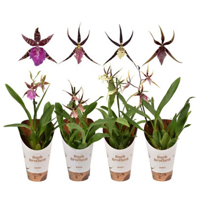 Brassia Titanium Mixed 2 Stem, 12cm Pot Size, 50cm Tall, Orchid, Indoor ...