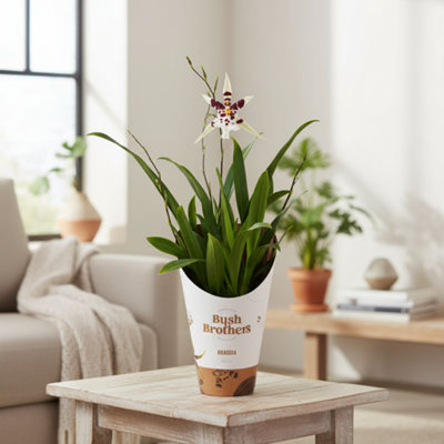 Brassia Titanium Mixed 2 Stem Pot size 12 Cm Height 50 Spider orchid ...