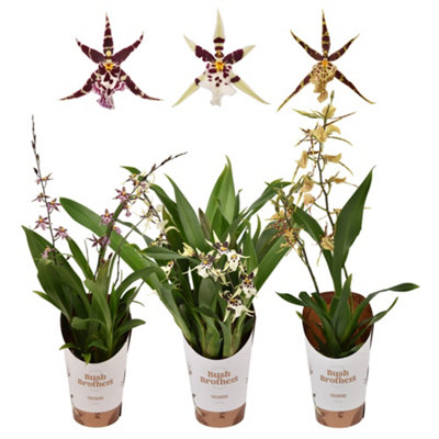 Brassia Titanium Treasure Geme, 9cm Pot Size, 25cm Tall, Orchid, Indoor ...
