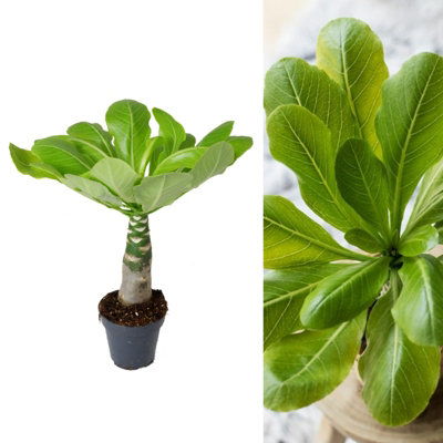 Brighamia insignis 'Hawaiian Palm' - Tropical Indoor Plant in 12cm Pot ...