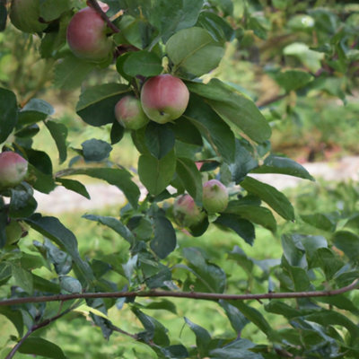 Bright Future Apple (Malus) Tree - 12Ltr Potted