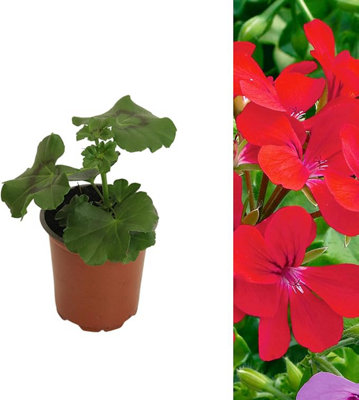 Bright Red Trailing Geranium 1 x Plant in 9cm Pot - Ivy Geranium Summer ...