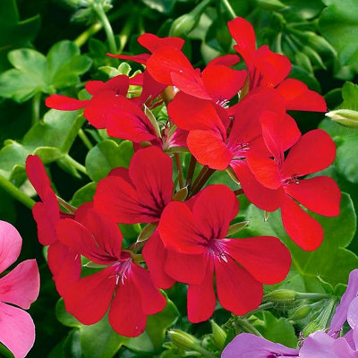 Bright Red Trailing Geranium 1 x Plant in 9cm Pot - Ivy Geranium Summer ...