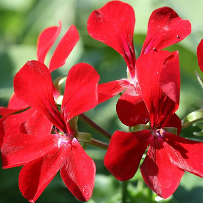 Bright Red Trailing Geranium 1 x Plant in 9cm Pot - Ivy Geranium Summer ...
