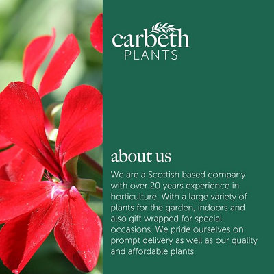 Bright Red Trailing Geranium 1 x Plant in 9cm Pot - Ivy Geranium Summer ...