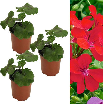 Bright Red Trailing Geranium 3 x Plant in 9cm Pot - Ivy Geranium Summer ...