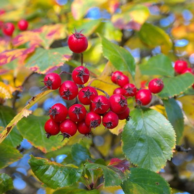 Broad Leaved Cockspur Thorn Tree Outdoor Crataegus Persimilis 9L Pot 1 ...