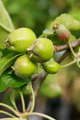 Broadholme Beauty Apple (Malus) Tree - 12Ltr Bareroot