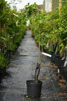 Broadholme Beauty Apple (Malus) Tree - 12Ltr Bareroot
