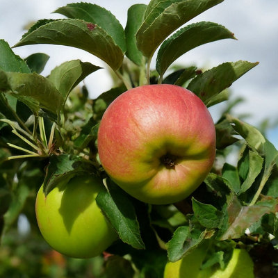 Broadholme Beauty Apple (Malus) Tree - 12Ltr Potted
