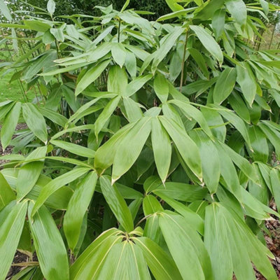 Broadleaf Bamboo Bambusa Sasa Palmata Nebulosa Plant 20cm - 30cm 2 ...