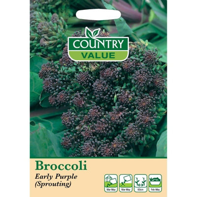Broccoli Early Purple (Sprouting) by Country Value