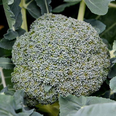 Broccoli Green Magic F1 1 Seed Packet (35 Seeds)