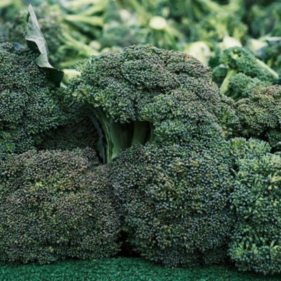 Broccoli Ramoso Calabrese Vegetable for Planting UK 800 Seeds
