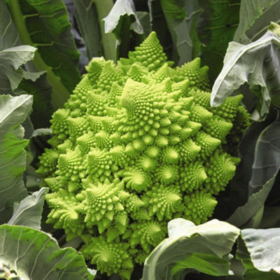 Broccoli Romanesco 1 Seed Packet (125 Seeds)