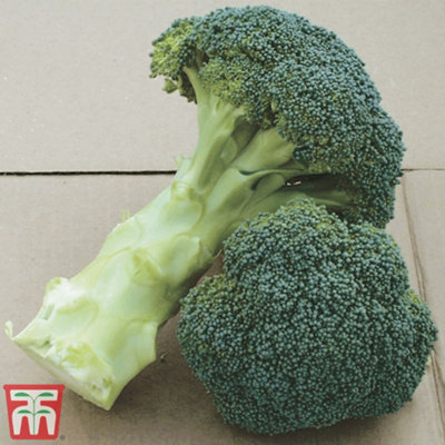 Broccoli (Sprouting) Continuity Collection 22mm LL Plug Plant x 18 (6 each of Rudolph, Summer ...