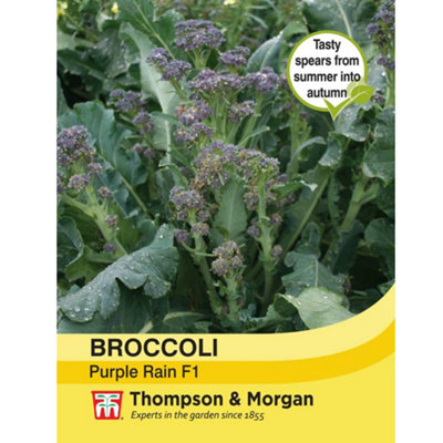 Buy Broccoli TZ 7035 Purple Sprouting 1 Seed Packet (40 Seeds) at B&Q