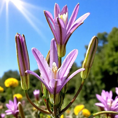 Brodiaea Californica 'Babylon' 60 x Spring Bulbs - Spring Flowering ...