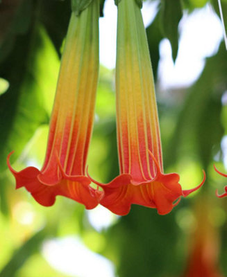 Brugmansia Red Yellow - Angels Trumpet supplied in a 9cm pot