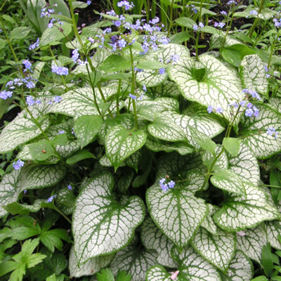 Brunnera Jack Frost - Heart-Shaped Veined Leaves, Blue Flowers, Hardy ...