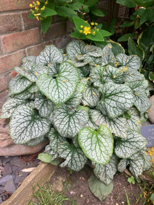 Brunnera Jack Frost Perennial Jumbo Plug Plant