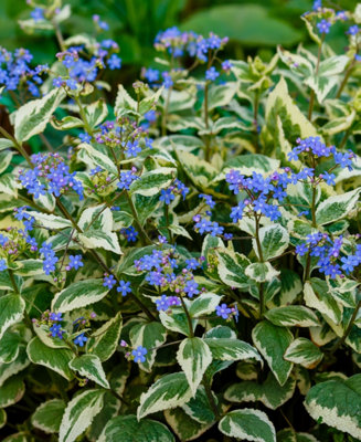 Brunnera macrophylla Hadspan Cream - set of 3 9cm pots | DIY at B&Q