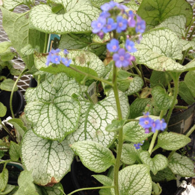 Brunnera Sea Heart - Silvery-Green Leaves, Hardy Shrub, Low Maintenance ...